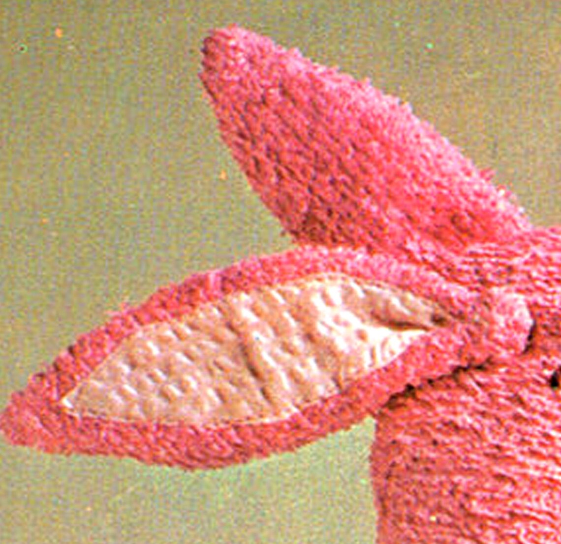 PDF Vintage 1960s Kitsch Baby PINK BUNNY Rabbit Toy Sewing - Etsy UK