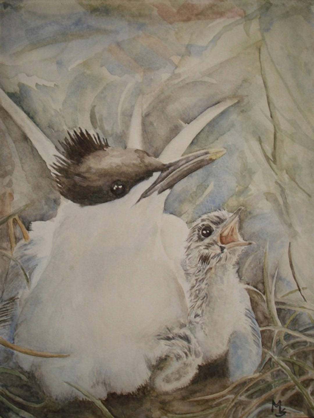 Triptych Birds, Watercolor, Swan, Tern, Barnacle Goose, Wunderkammer ...