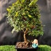 Bonsai Chinese Pepper Tree Zanthoxylum Beecheyanum - Etsy Canada