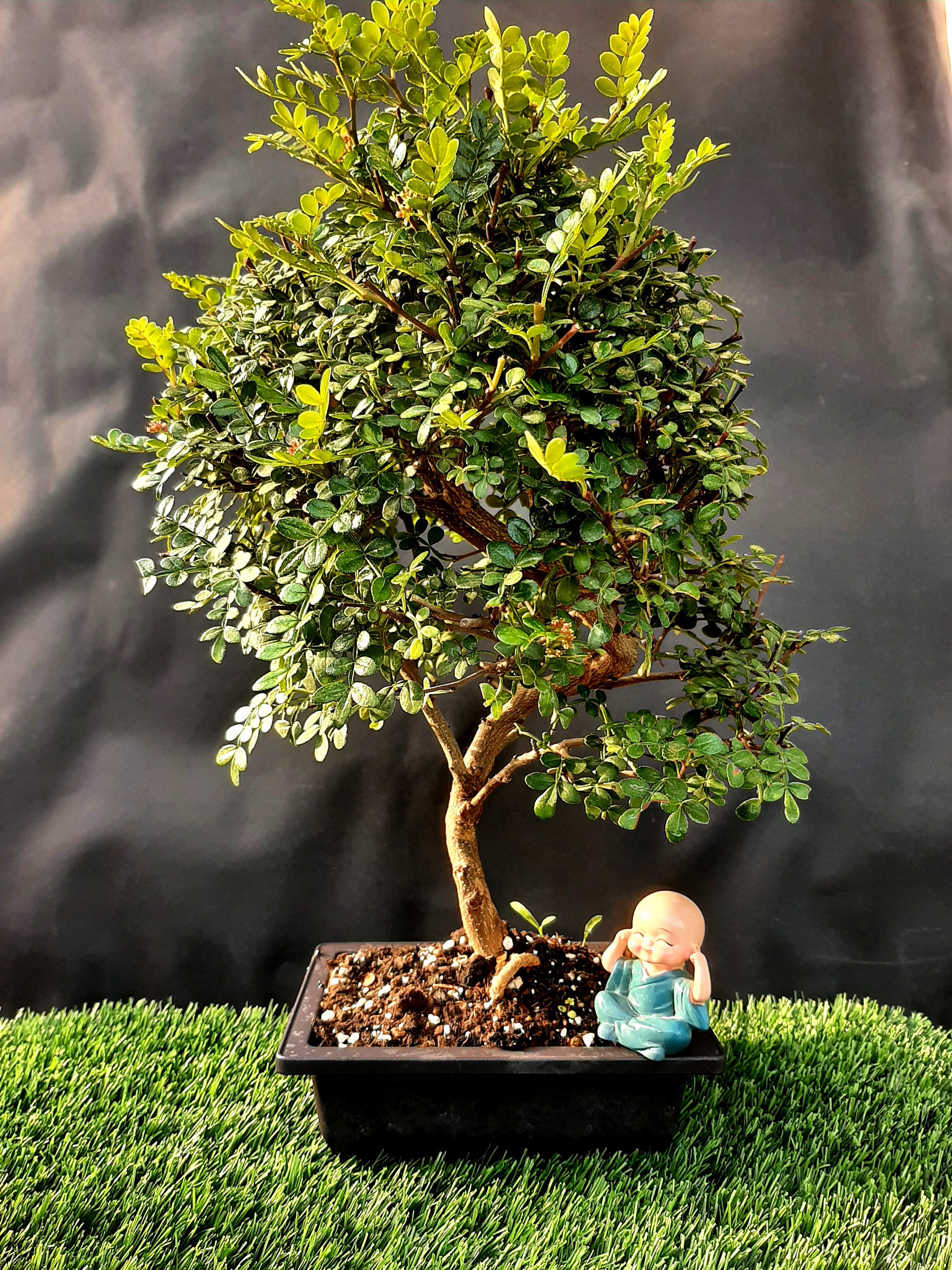 Bonsai Chinese Pepper Tree Zanthoxylum Beecheyanum - Etsy Canada