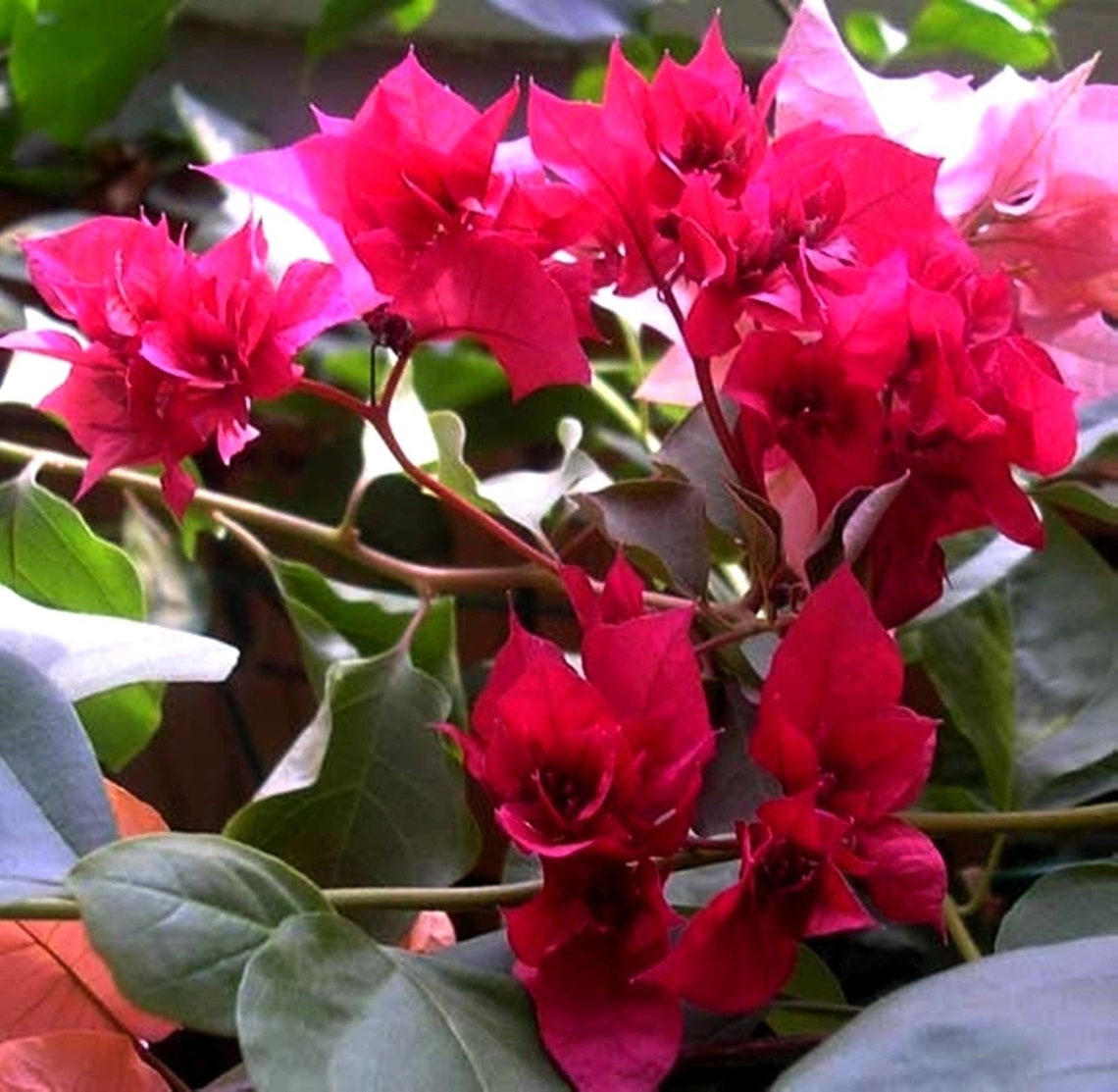 5 Green Bougainvillea Mahara Magic Tree Cutting | Etsy