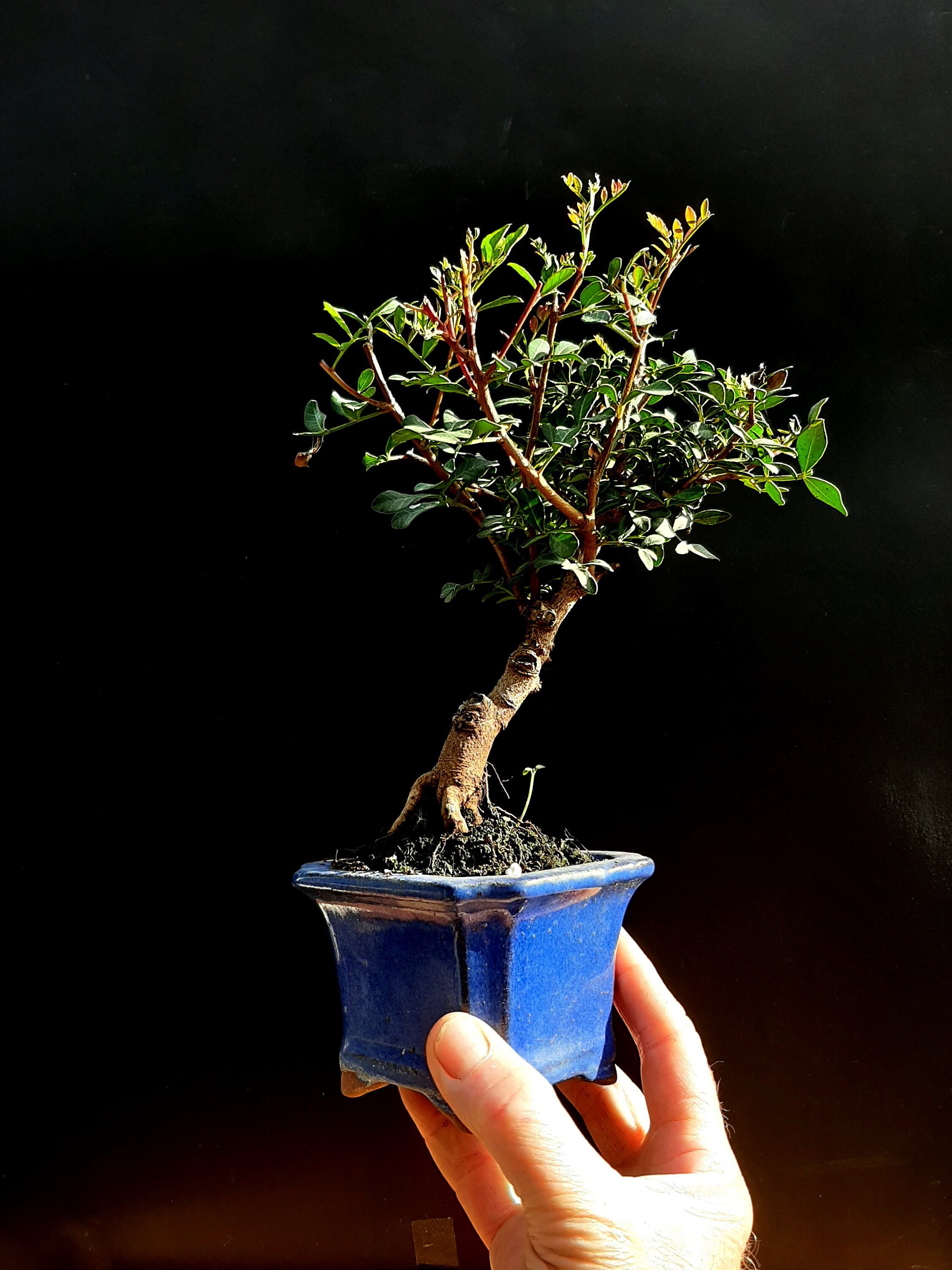 Bonsai Pistacia lentiscus Exotic plant Mastic Tree | Etsy
