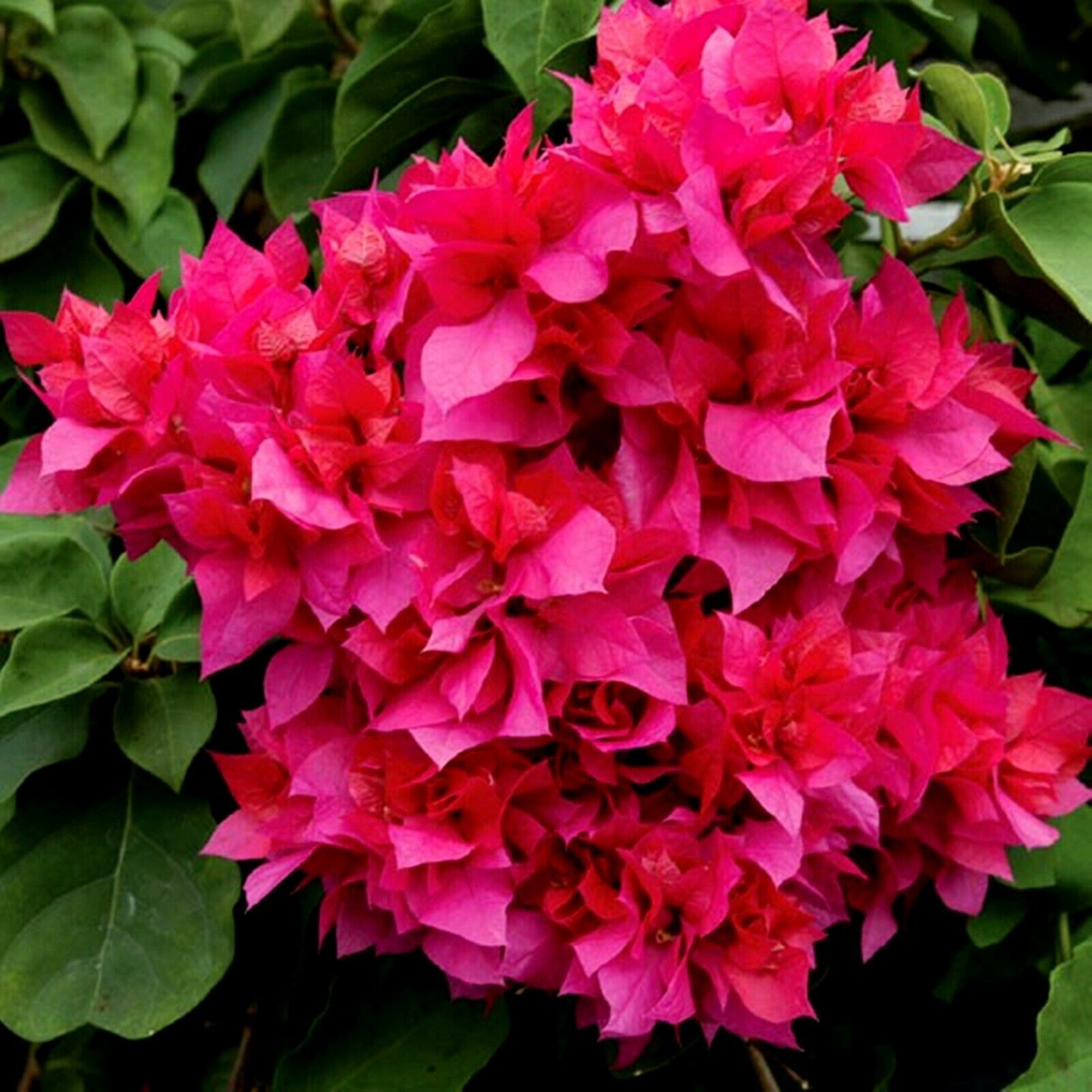 6 Green Bougainvillea Mixed Colors Tree Cutting - Etsy UK