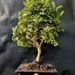 Bonsai Chinese Pepper Tree Zanthoxylum Beecheyanum - Etsy Canada