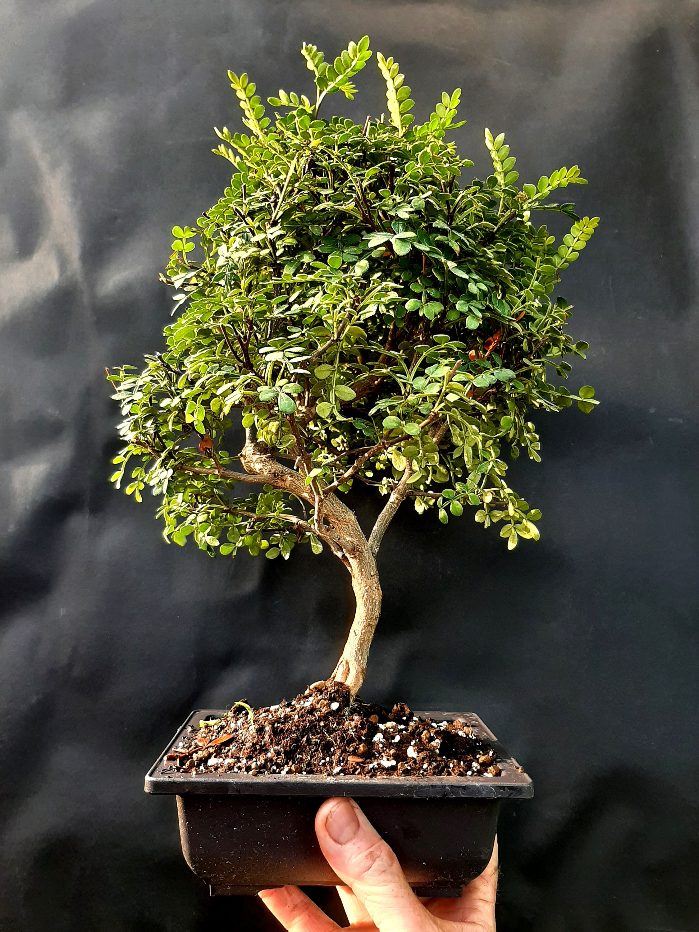 Pepper Tree Bonsai
