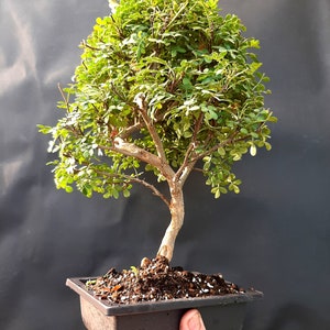 Bonsai Chinese Pepper Tree Zanthoxylum Beecheyanum - Etsy Canada