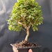 Bonsai Chinese Pepper Tree Zanthoxylum Beecheyanum - Etsy Canada