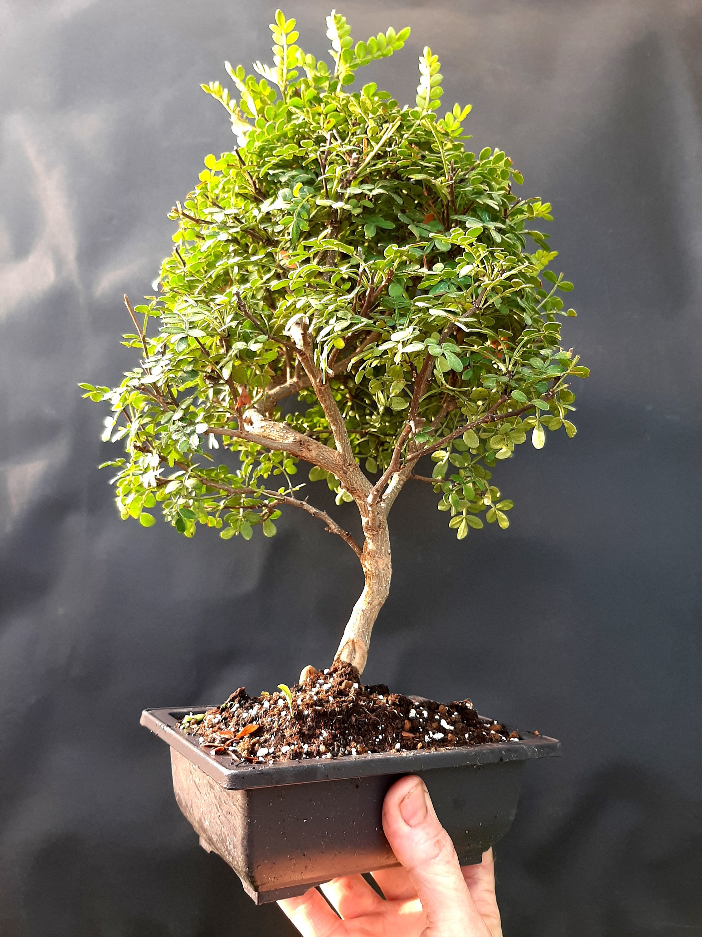Pepper Tree Bonsai