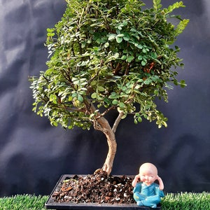 Bonsai Chinese Pepper Tree Zanthoxylum Beecheyanum - Etsy Canada