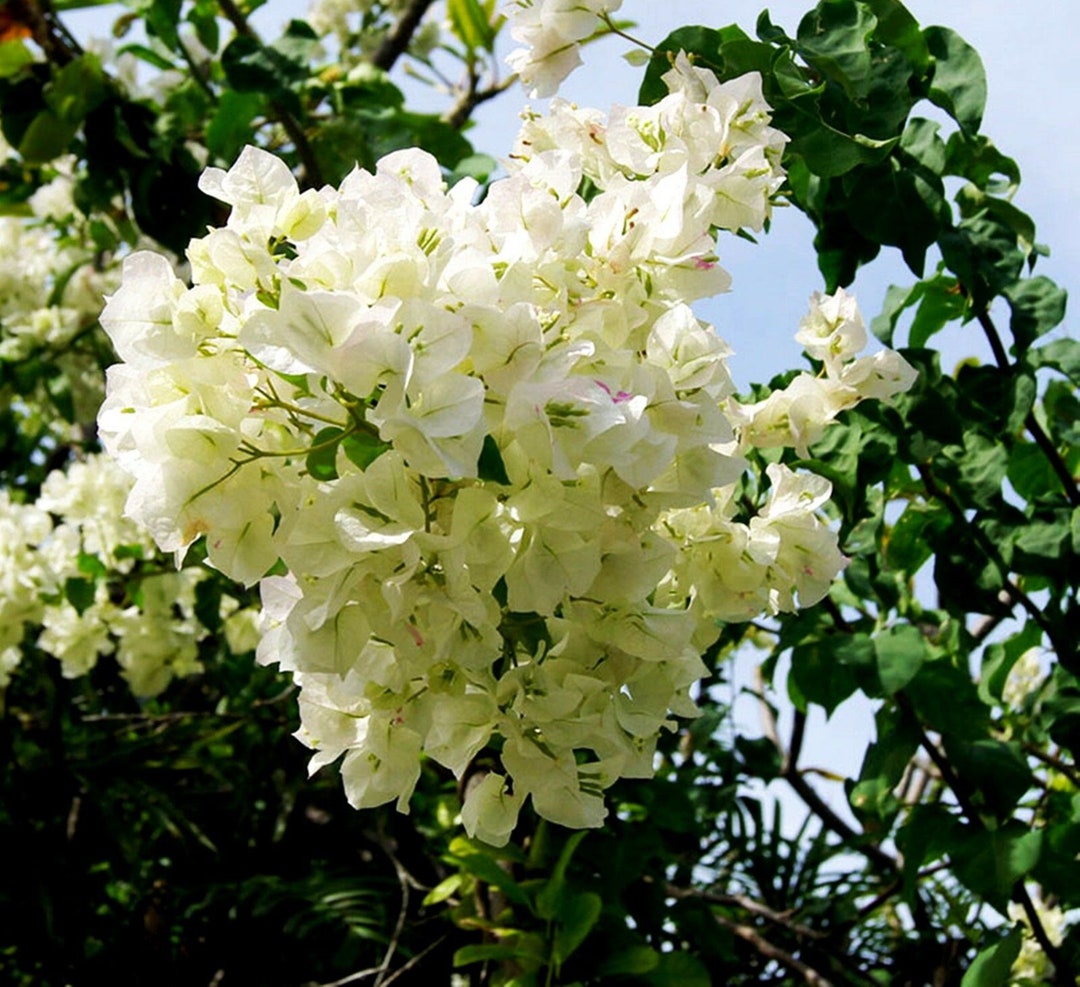 5 Green Bougainvillea "shubra" Tree Cutting - Etsy Canada