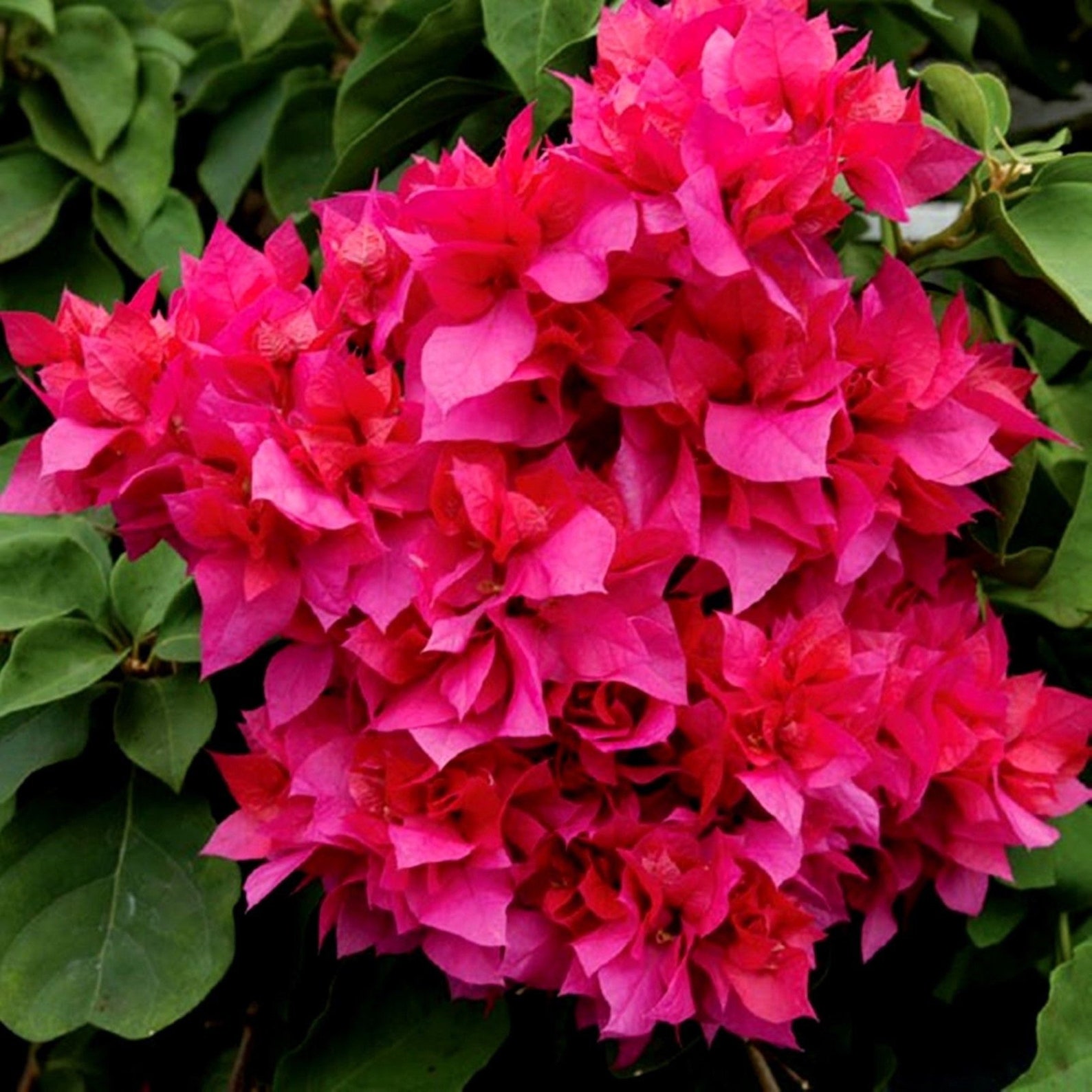 5 Green Bougainvillea Mahara Magic Tree Cutting - Etsy Australia