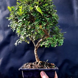 Bonsai Chinese Pepper Tree Zanthoxylum Beecheyanum - Etsy Canada