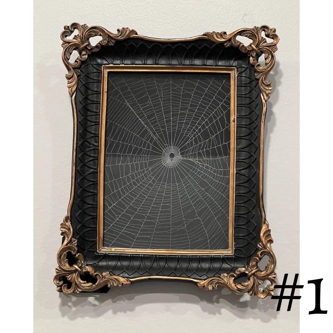 Real Preserved Spider Webs - Etsy