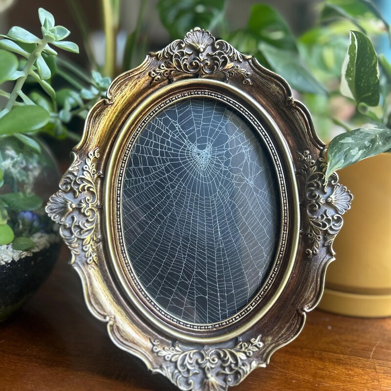 Framed Spider Web - Etsy
