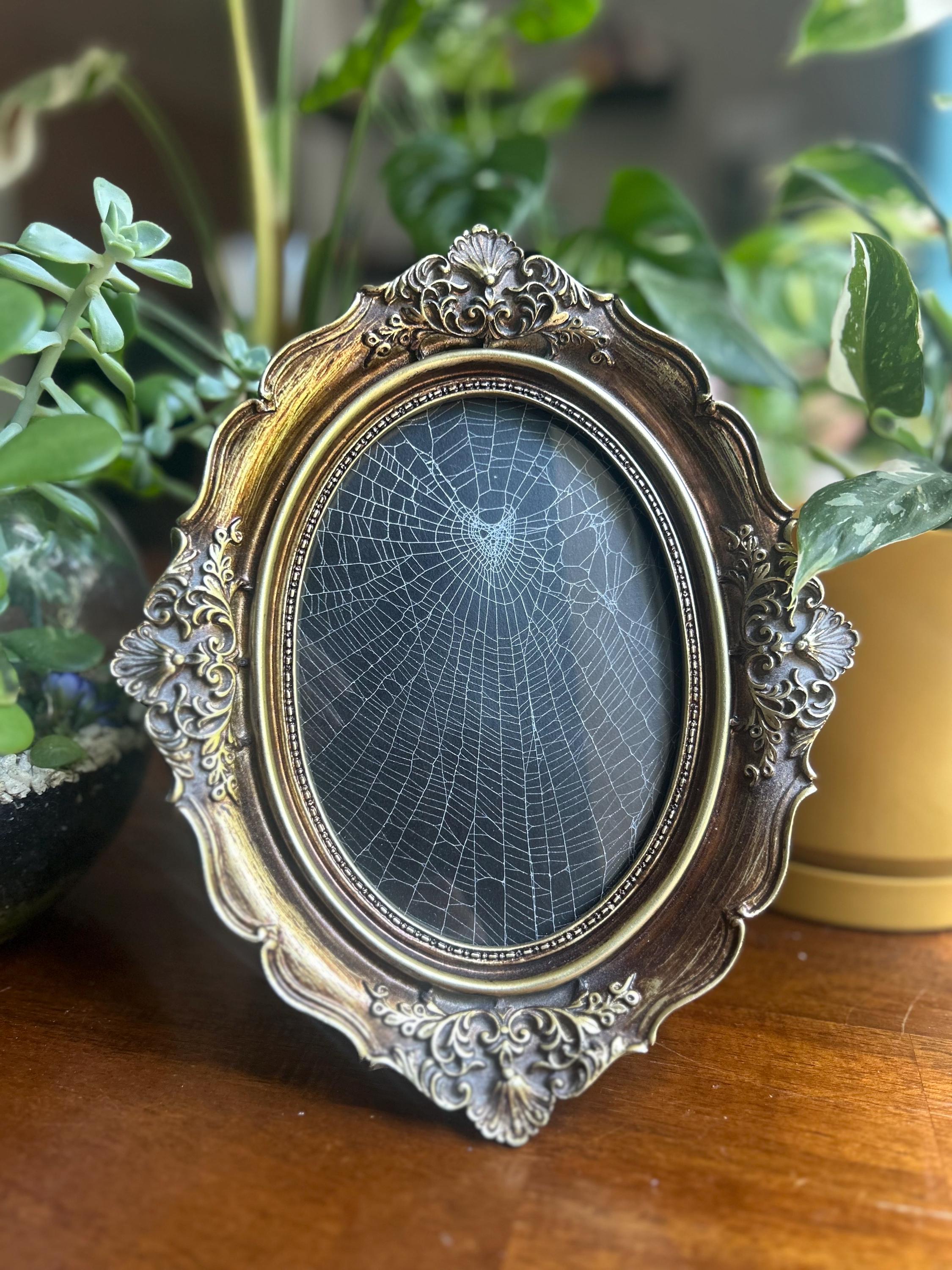 Vintage Gold Framed Spider Web Art – Authentic Preserved Web – Haunted ...