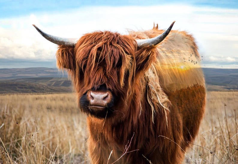 Highland Cow Cotton Panel, Cattle, Cow Horns, Farm Country Rustic, Easy ...