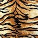 Tiger Print Cotton Fabric by the Yard, Animal Print Cotton Quilting ...