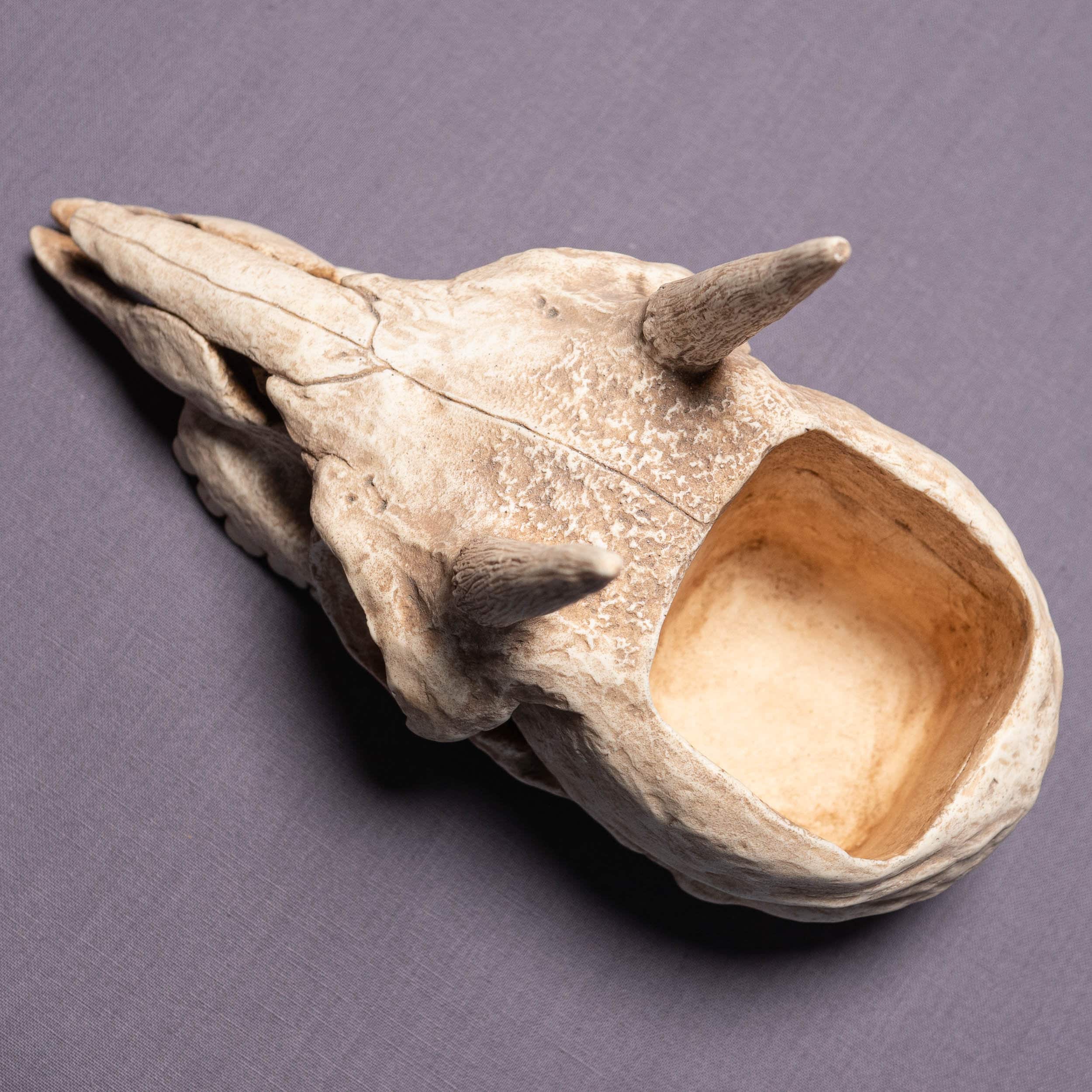 Klipspringer Skull Planter - Handmade Resin Replica - Animal Skull Art ...