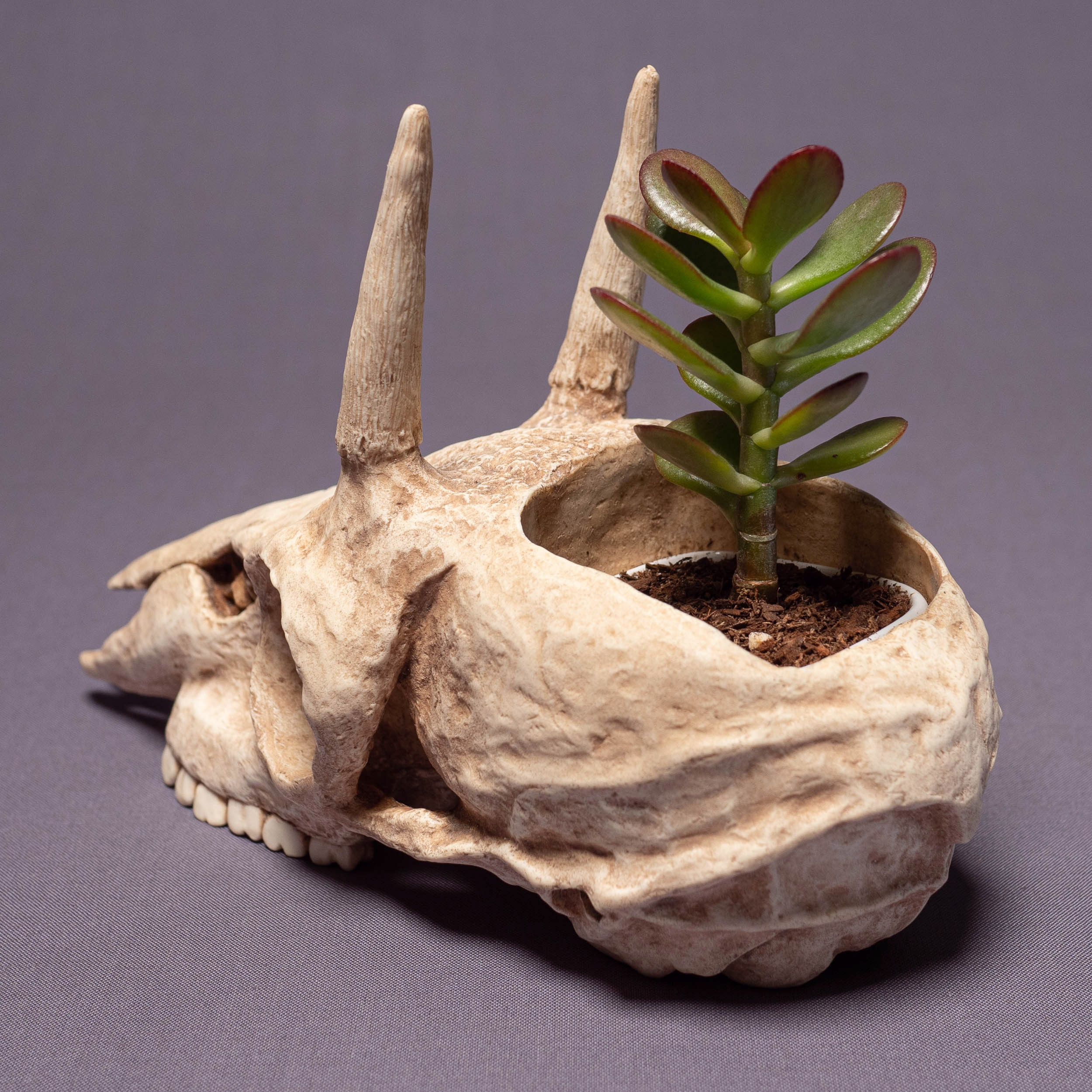 Klipspringer Skull Planter - Handmade Resin Replica - Animal Skull Art ...