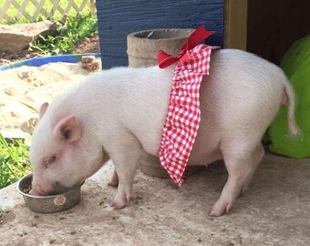 Mini pig clothes | Etsy