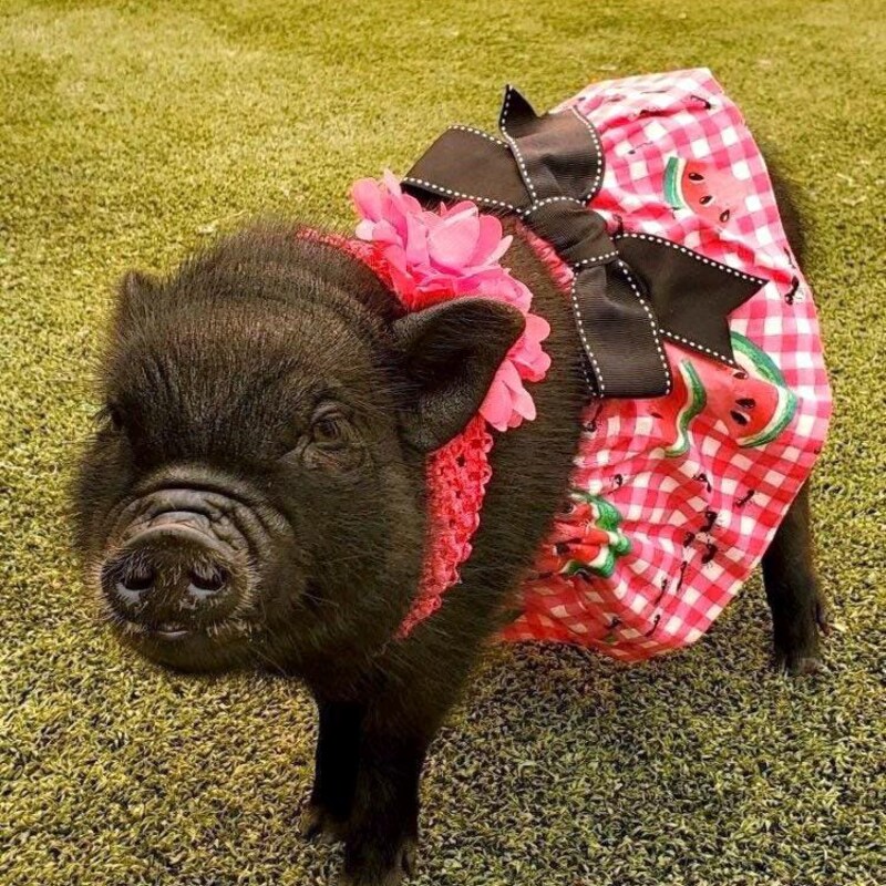 Mini Pig Clothes - Etsy