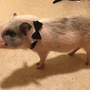 Tuxedo Bow Tie With Soft, Stretchy Band, Mini Pig Clothes, Pot Belly ...