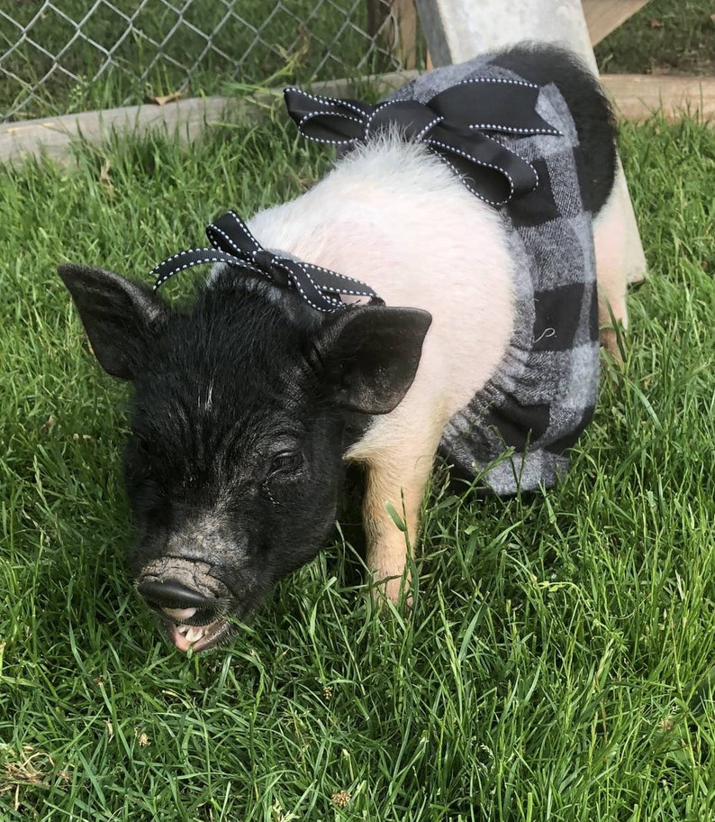 Skirt With Bow Neck-band Mini Pig Clothes Pot Belly Pig - Etsy