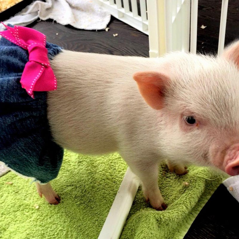 Mini Pig Clothes - Etsy