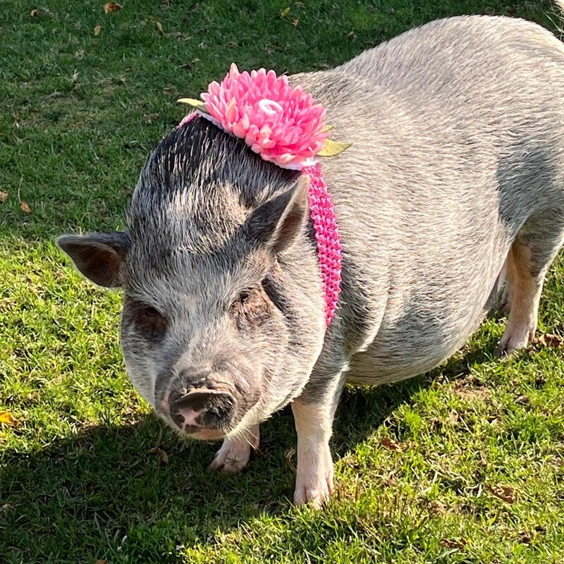 Black Pig Neck - Etsy