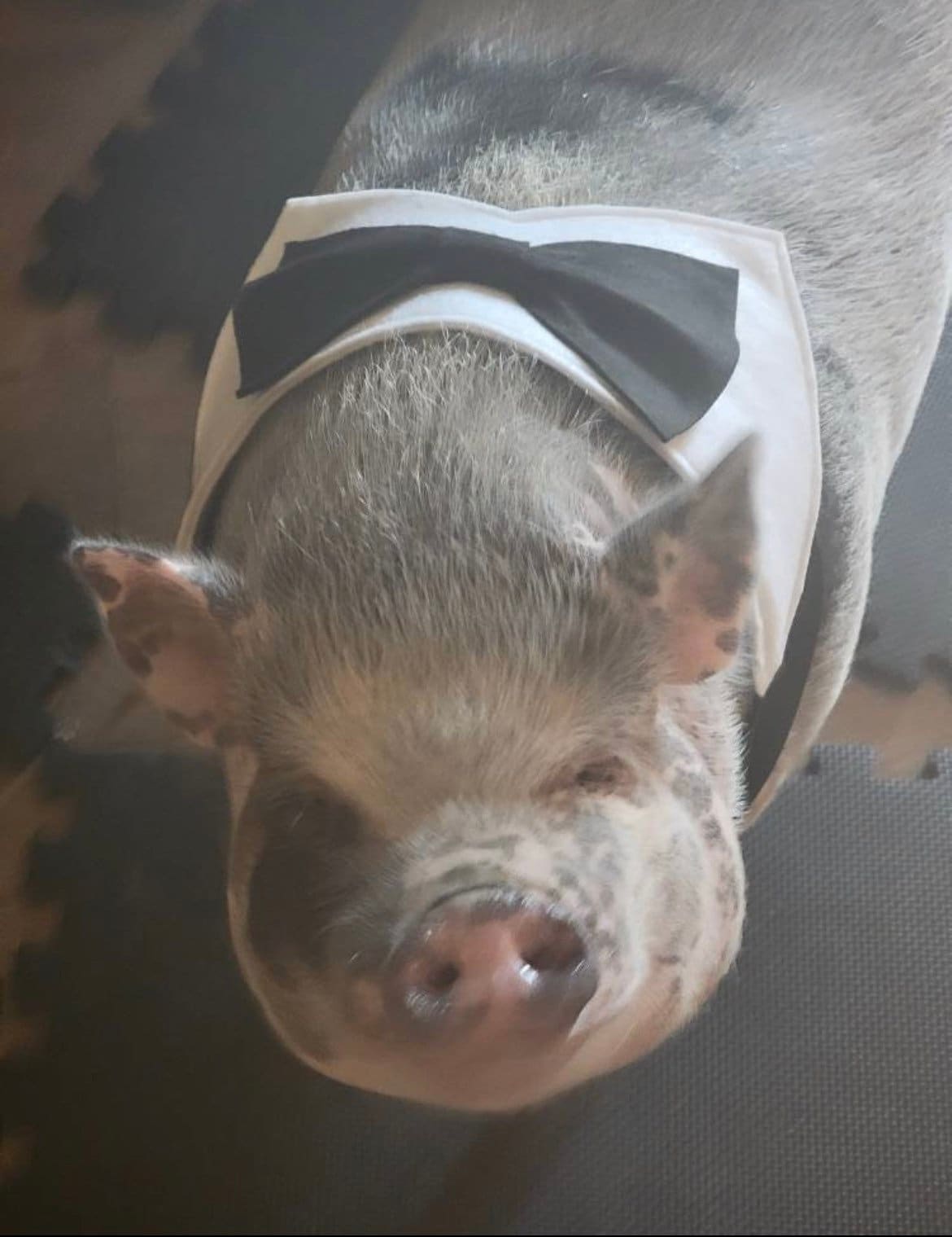 Tuxedo Bow Tie With Soft Stretchy Band Mini Pig Clothes Pot - Etsy Canada