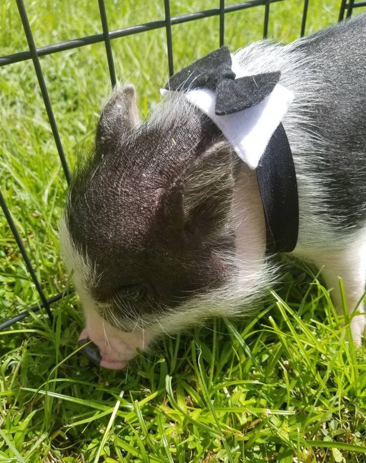 Tuxedo Bow Tie With Soft Stretchy Band Mini Pig Clothes Pot - Etsy Canada