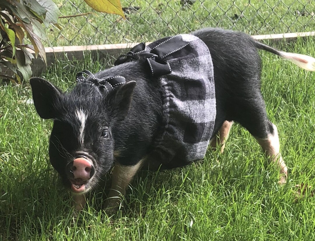Skirt & Matching Bow Neck-band! Mini Pig Clothes, Pot Belly Pig Clothes ...