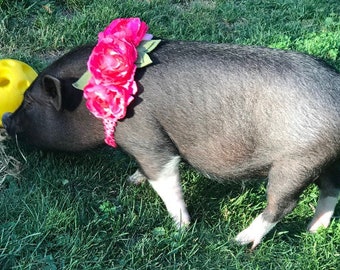 Mini Pig Clothes - Etsy