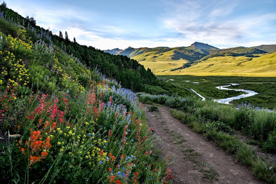 Crested Butte Wildflowers - Colorado Photography - Etsy