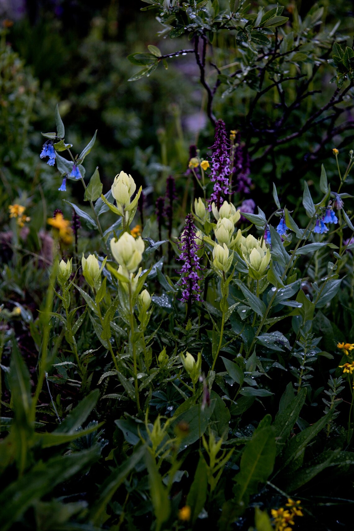 Wildflower Biodiversity (vertical) - Colorado Photography - Etsy