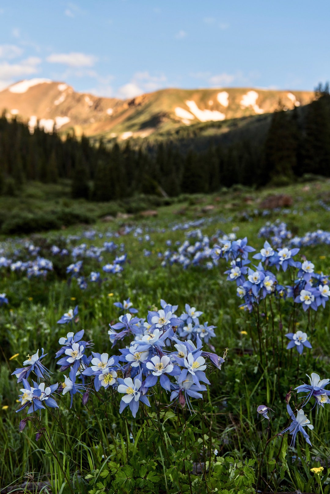 Colorado Columbines vertical Colorado Photography - Etsy