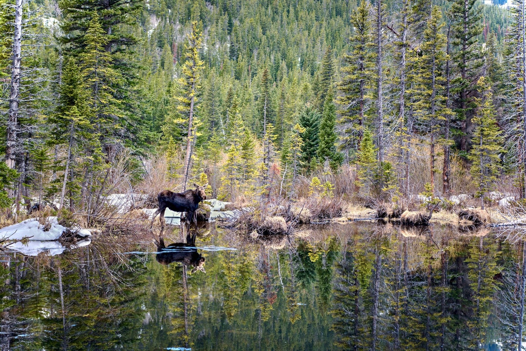 Rocky Mountain Moose - Colorado Photography - Etsy