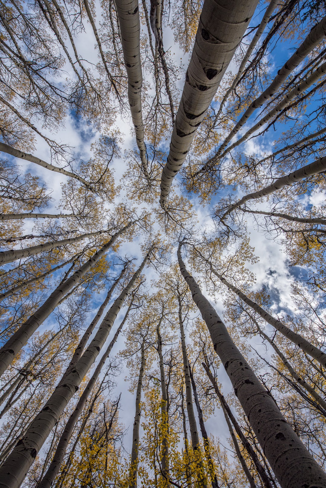 Look Up! (vertical) - Colorado Photography - Etsy