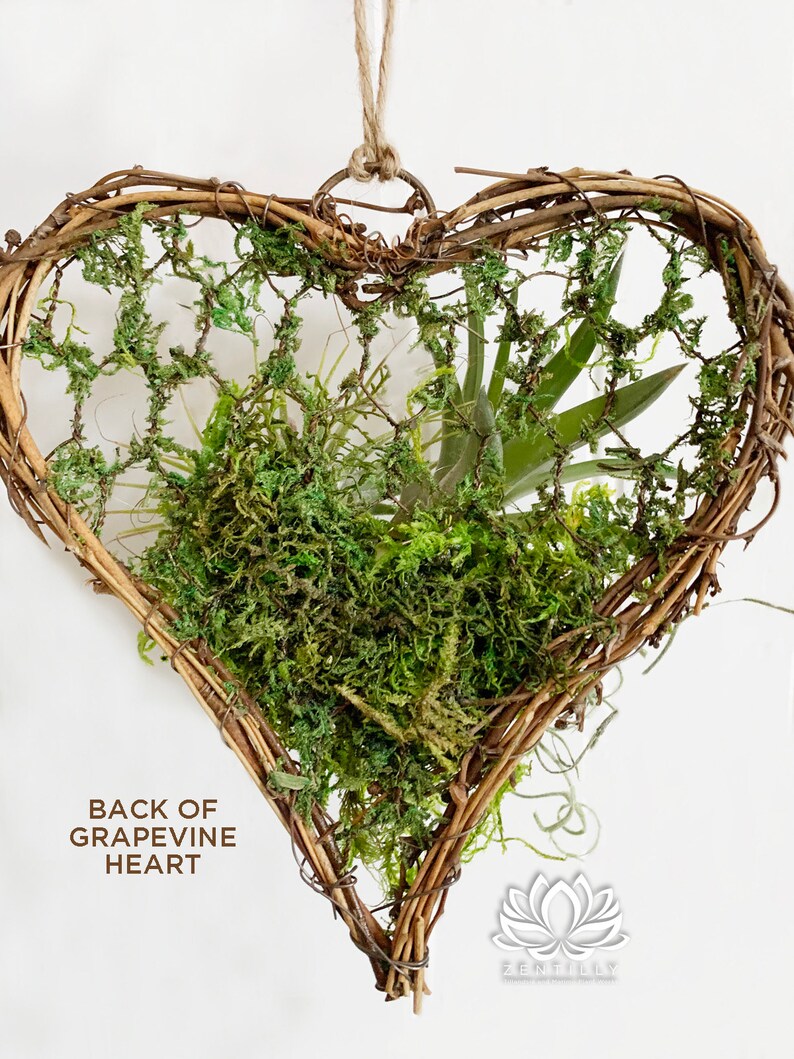 Grapevine Tillandsia Heart by Zentilly© | Etsy
