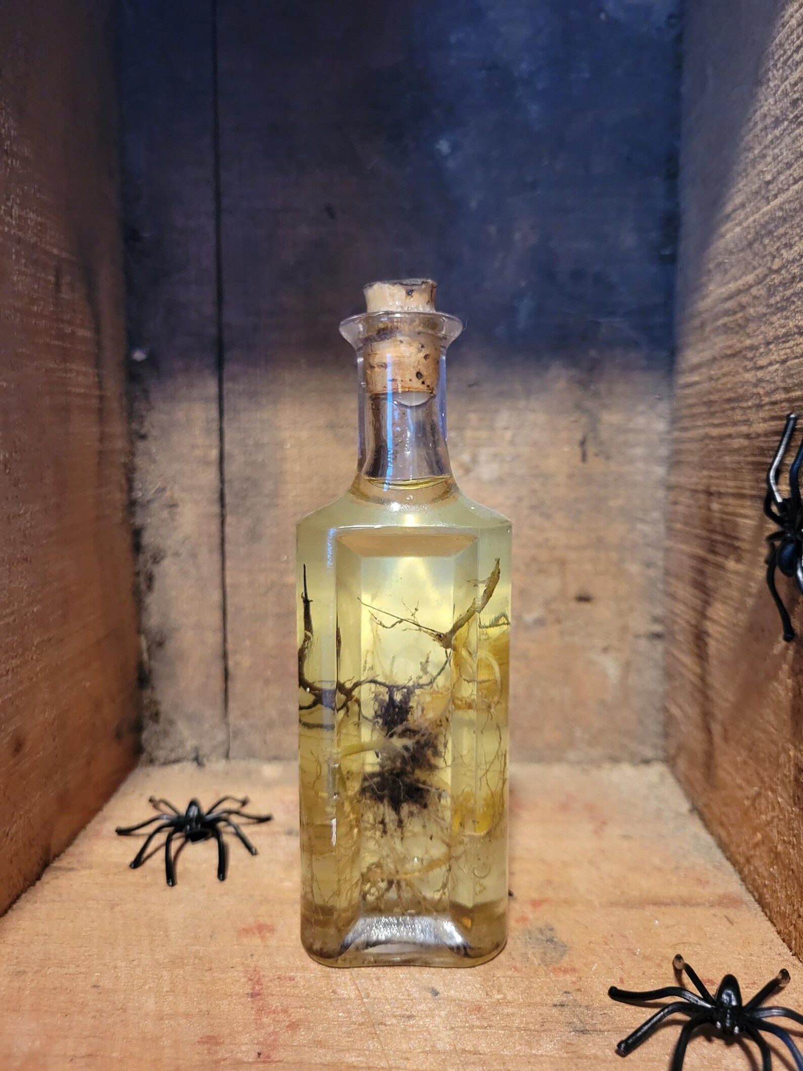 Vintage Witches Potion hemlock Root Halloween Decor - Etsy