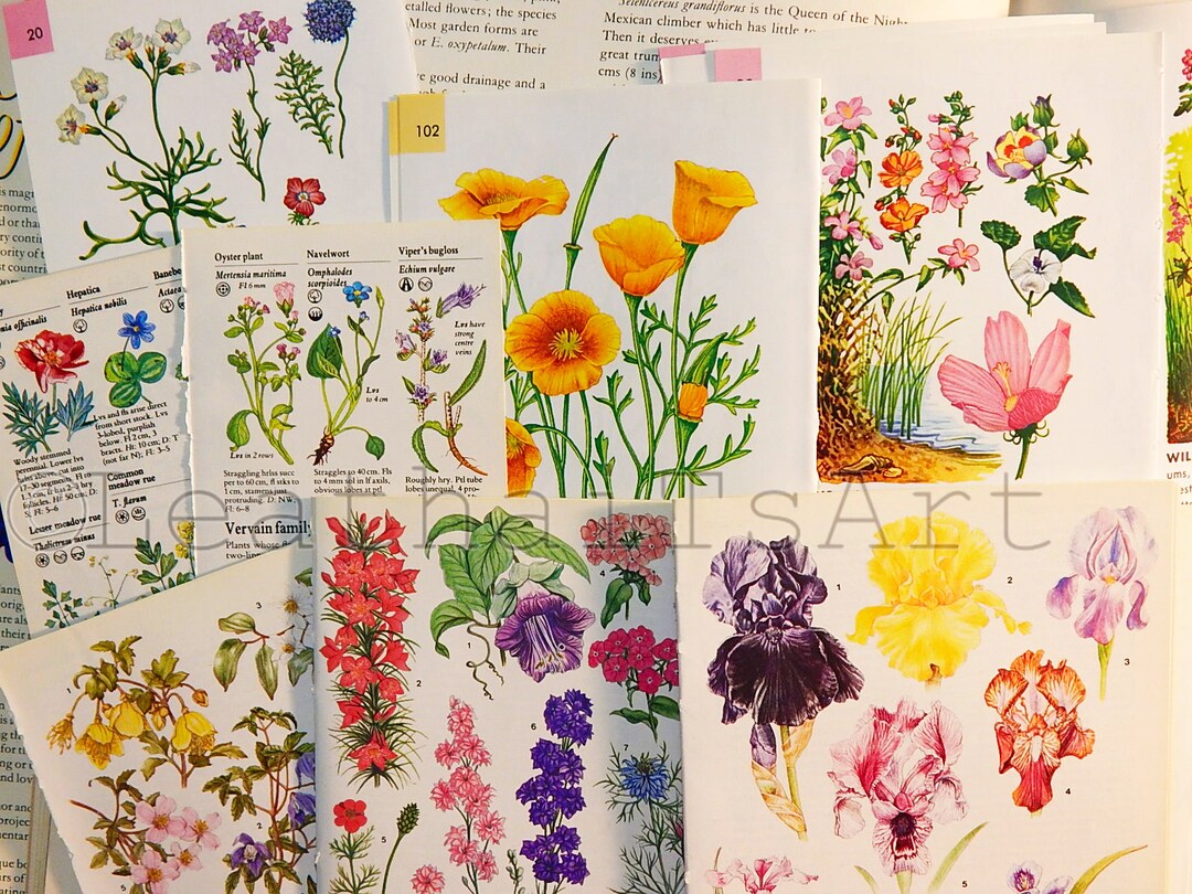 Vintage Nature Themed Book Pages Mushrooms/ Birds/ Flowers Random Junk ...