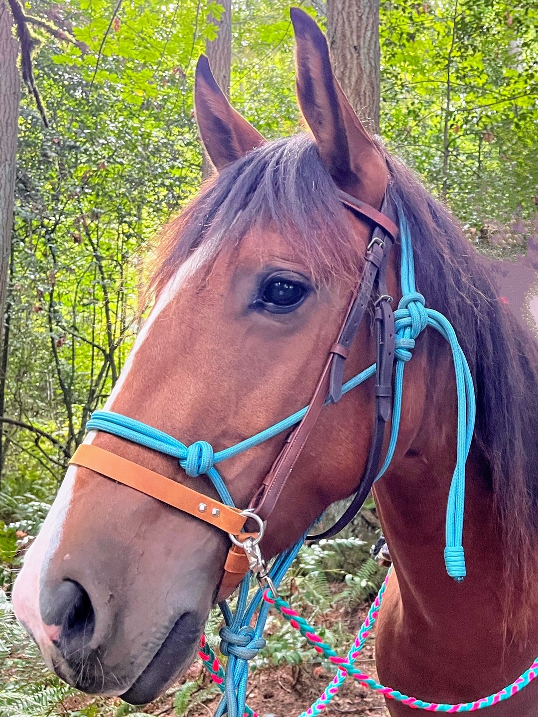 Bitless Noseband Side Pull Horse Etsy