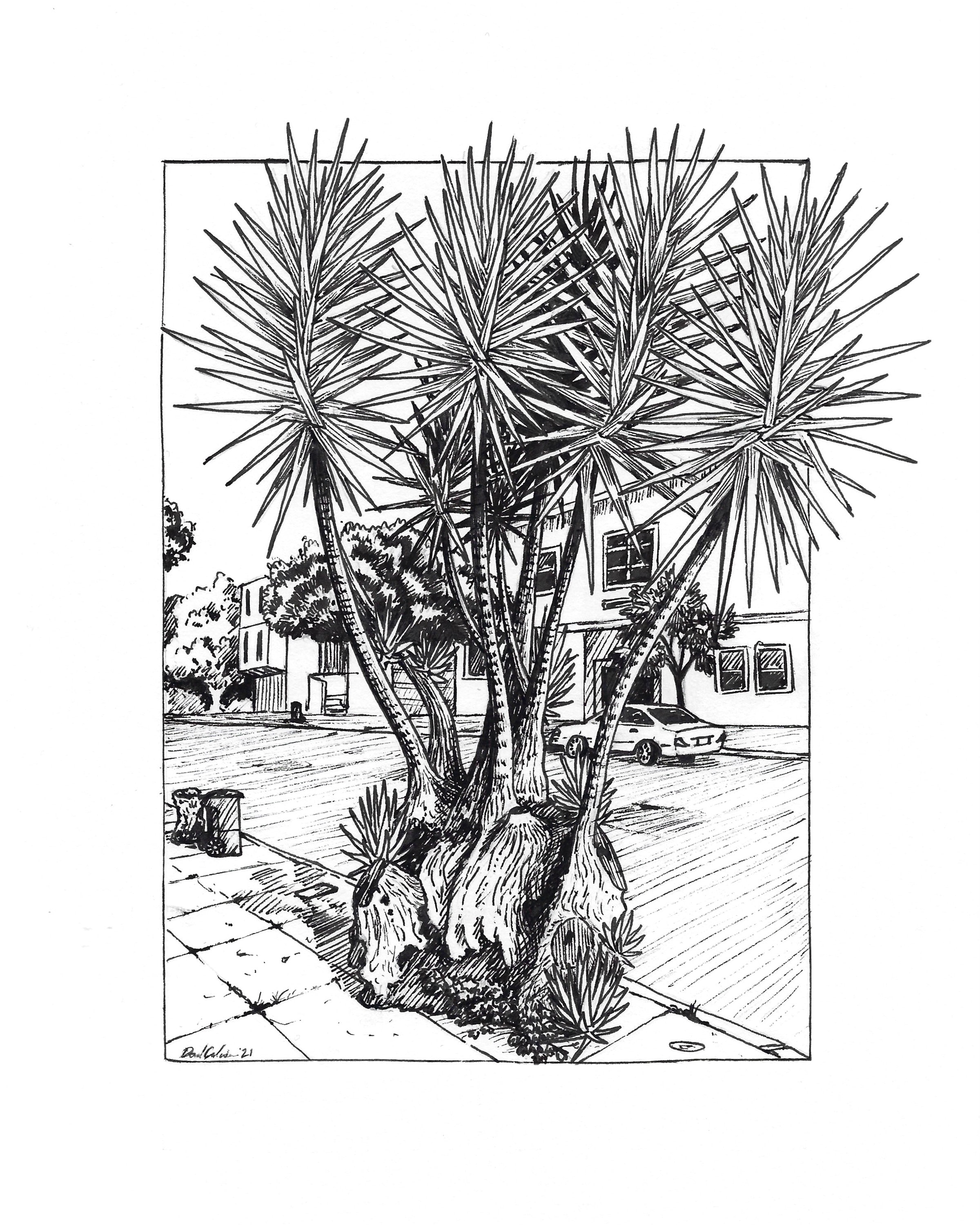 Yucca Drawing
