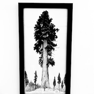 Giant Sequoia - Etsy