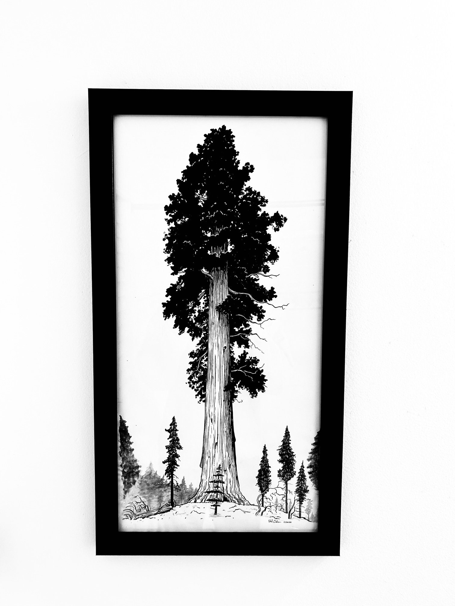Giant Sequoia - Etsy