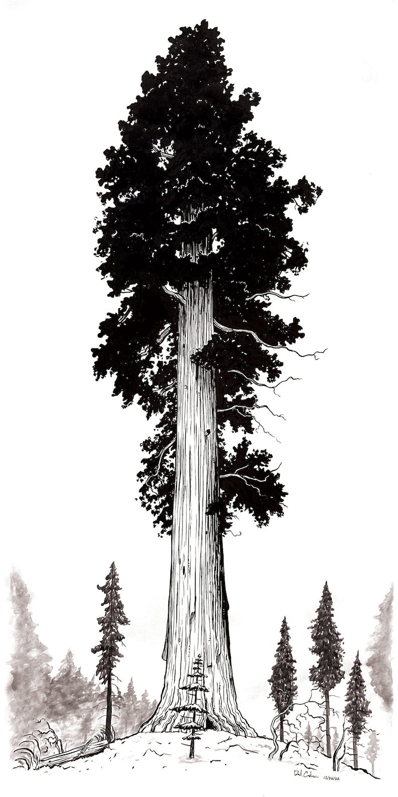 Giant Sequoia - Etsy