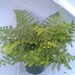 Austral Gem Fern Plant in 6 inch pot Asplenium Bird's | Etsy