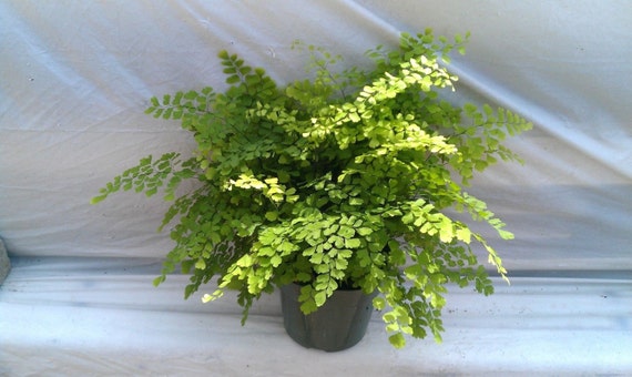 Maiden Hair Fern Plant in 6 Inch Pot Adiantum - Etsy
