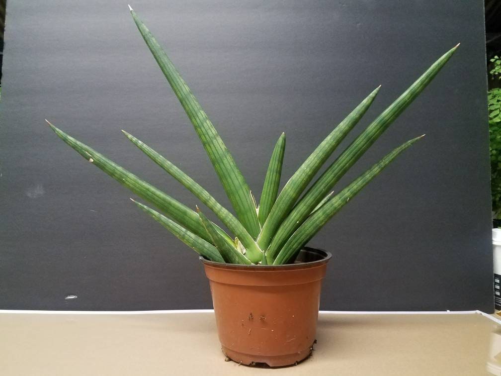 Sansevieria Mutomo Kenya Plant in 6 inch pot - About 8 Inches Tall