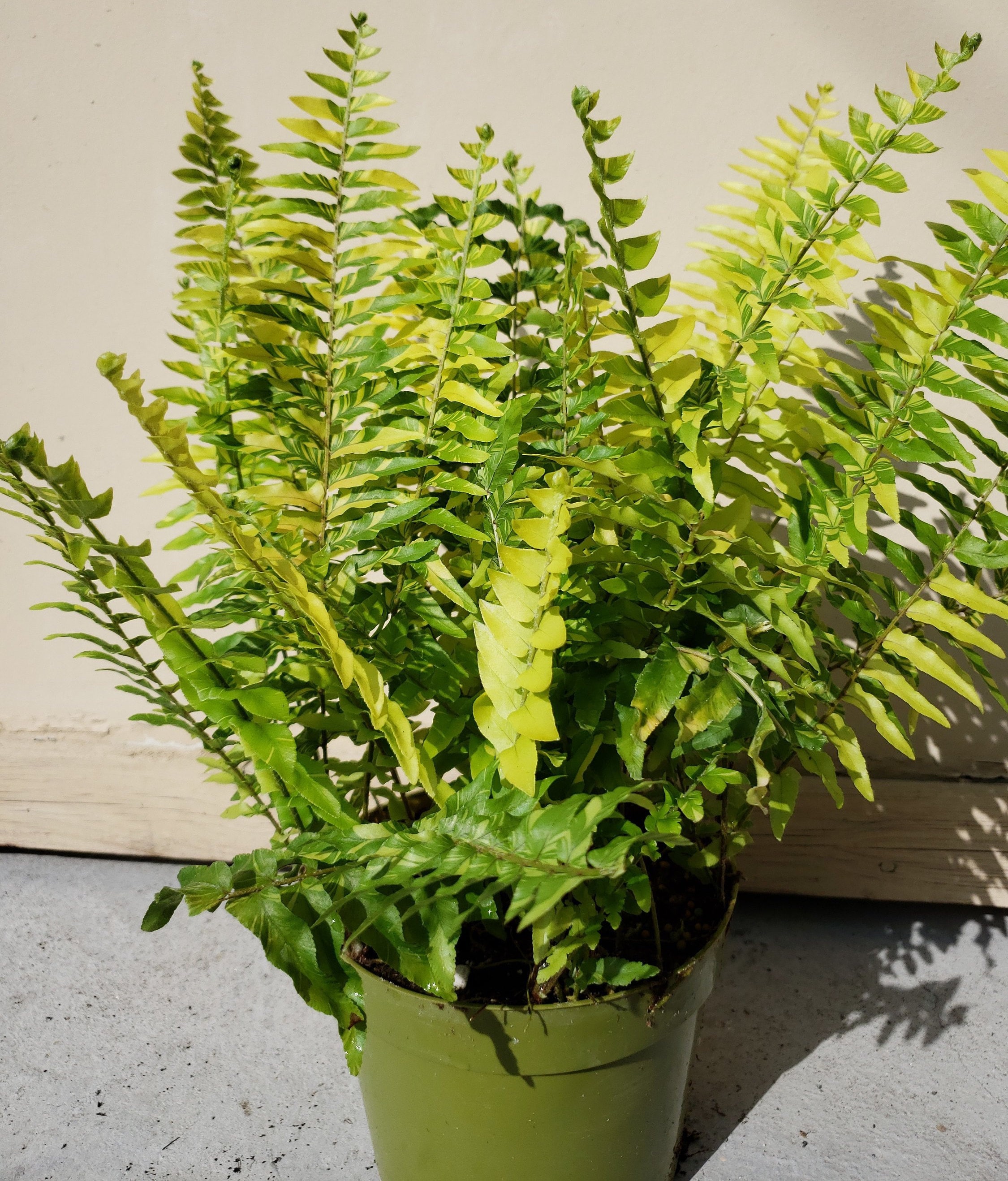 Nephrolepis Exaltata Tiger Fern Plant in 6 inch pot - Beautiful Color